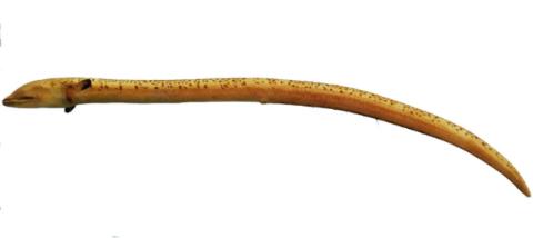 Fishing for Stippled spoon-nose eel → Explore Catches, Top Baits & More!
