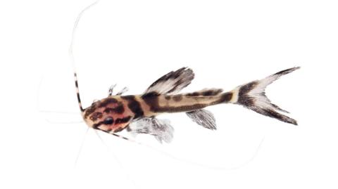 Fishing for Jundia: Fish Species – FishAngler.com