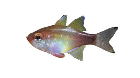 Fishing for Gilbert's cardinalfish → Explore Catches, Top Baits & More!
