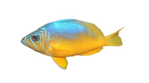 Fishing for Yellowbelly hamlet → Explore Catches, Top Baits & More!