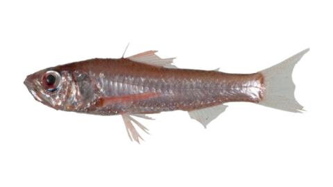 Fishing for Shortfin neoscopelid → Explore Catches, Top Baits & More!