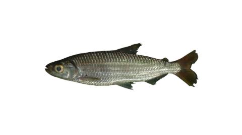 Fishing for Torpedo robber: Fish Species – FishAngler.com