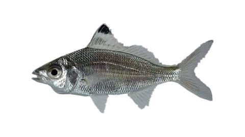 Fishing for Slender mojarra → Explore Catches, Top Baits & More!