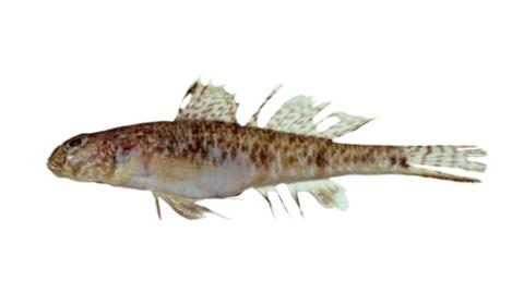 Fishing for Southern longfin goby: Fish Species – FishAngler.com