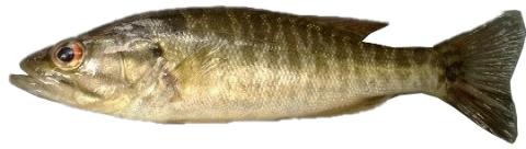 Fishing for Shoal bass: Fish Species – FishAngler.com