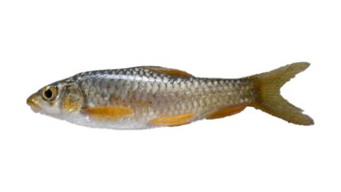 Fishing for Largescale yellowfish: Fish Species – FishAngler.com