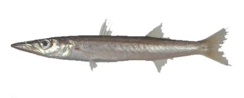 Fishing for Southern sennet: Fish Species – FishAngler.com