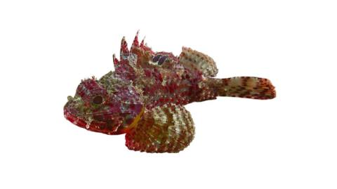 Fishing for Angola rockfish: Fish Species – FishAngler.com