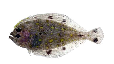 Fishing for Spined whiff → Explore Catches, Top Baits & More!