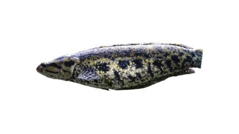 Fishing for African obscure snakehead → Explore Catches, Top Baits & More!