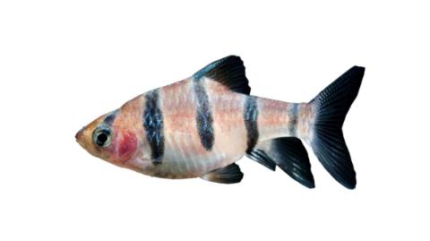 Fishing for Six-banded tiger barb: Fish Species – FishAngler.com