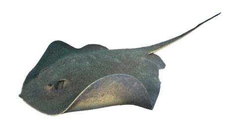 Fishing for Whip stingray: Fish Species – FishAngler.com