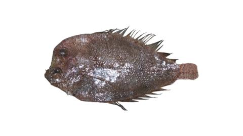 Fishing for Kobe flounder → Explore Catches, Top Baits & More!