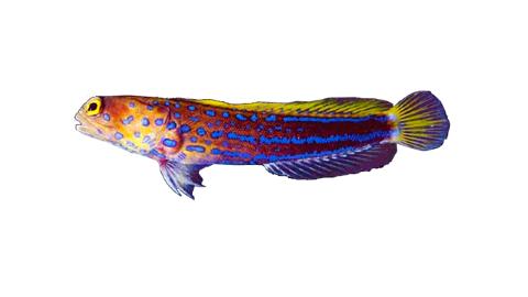 Fishing for Panamanian jawfish → Explore Catches, Top Baits & More!