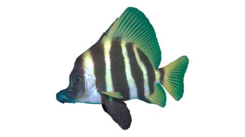 Fishing for Striped boarfish → Explore Catches, Top Baits & More!