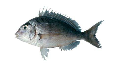 Fishing for Scup: Fish Species – FishAngler.com