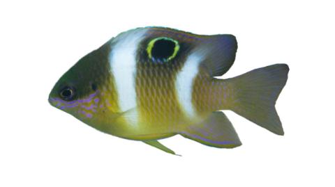 Fishing for Monarch damsel → Explore Catches, Top Baits & More!