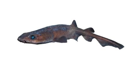 Fishing for Filetail catshark → Explore Catches, Top Baits & More!