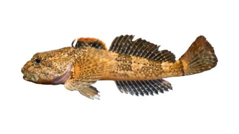 Fishing for Mottled sculpin: Fish Species – FishAngler.com