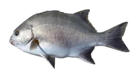 Fishing for Galjoen → Explore Catches, Top Baits & More!