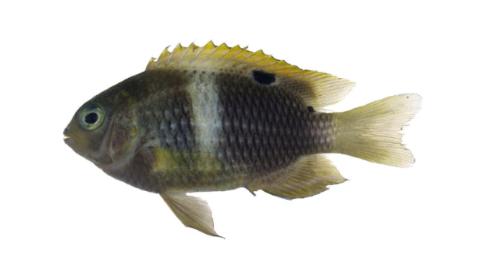 Fishing for Twinspot damselfish: Fish Species – FishAngler.com