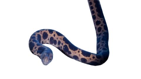 Fishing for Tiger reef-eel: Fish Species – FishAngler.com