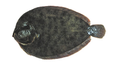 Fishing for New Zealand turbot: Fish Species – FishAngler.com
