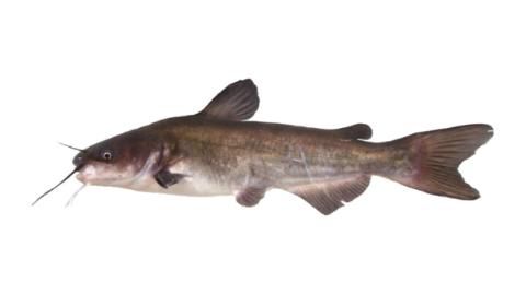 Fishing for White catfish → Explore Catches, Top Baits & More!