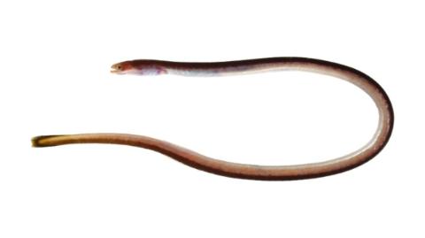 Fishing for Spaghetti eel: Fish Species – FishAngler.com