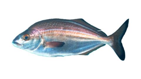 Fishing for Bastard trumpeter: Fish Species – FishAngler.com