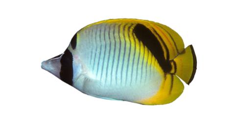 Fishing for Spot-nape butterflyfish: Fish Species – FishAngler.com