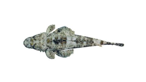 Fishing for Tentacled flathead: Fish Species – FishAngler.com