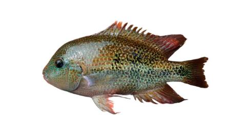 Fishing for Oaxaca cichlid → Explore Catches, Top Baits & More!