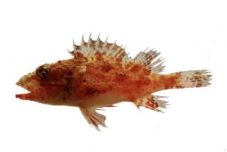 Fishing for Spinycheek scorpionfish: Fish Species – FishAngler.com