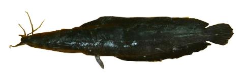 Fishing for Philippine catfish → Explore Catches, Top Baits & More!