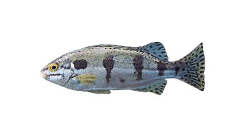 Fishing for Sea trumpeter → Explore Catches, Top Baits & More!