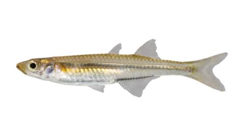 Fishing for Inland silverside: Fish Species – FishAngler.com