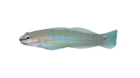 Fishing for Orange-striped goby → Explore Catches, Top Baits & More!