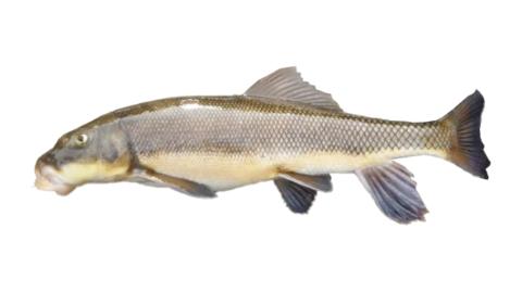 Fishing for Largescale sucker: Fish Species – FishAngler.com