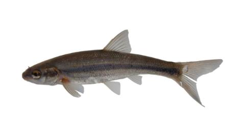 Fishing for Lake chub → Explore Catches, Top Baits & More!