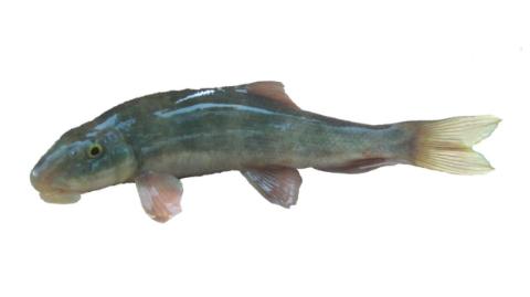Fishing for Klamath largescale sucker → Explore Catches, Top Baits & More!