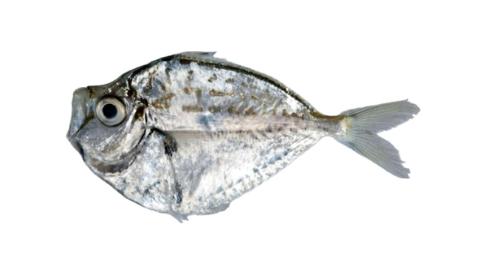 Fishing for Pig-nosed pony-fish → Explore Catches, Top Baits & More!