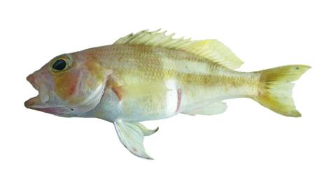 Fishing for Saddle bass: Fish Species – FishAngler.com