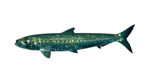 Fishing for South American pilchard → Explore Catches, Top Baits & More!