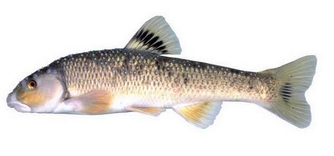 Fishing for Central stoneroller: Fish Species – FishAngler.com