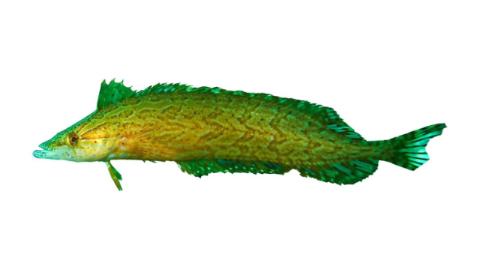 Fishing for Giant kelpfish → Explore Catches, Top Baits & More!