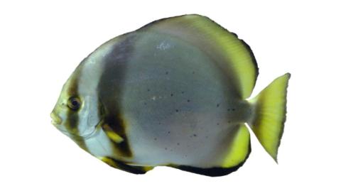 Fishing for Dusky batfish → Explore Catches, Top Baits & More!