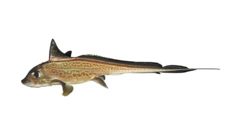 Fishing for Rabbit fish → Explore Catches, Top Baits & More!