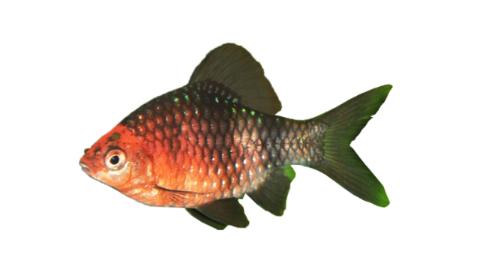 Fishing for Black ruby barb → Explore Catches, Top Baits & More!