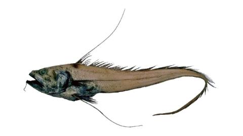 Fishing for Blacktongue rat tail → Explore Catches, Top Baits & More!